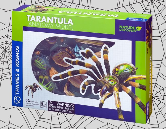 Tarantula Anatomy 3D Model - 33 Pieces