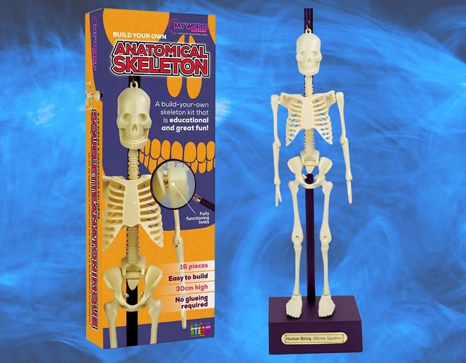 Anatomical Skeleton - Build Your Own