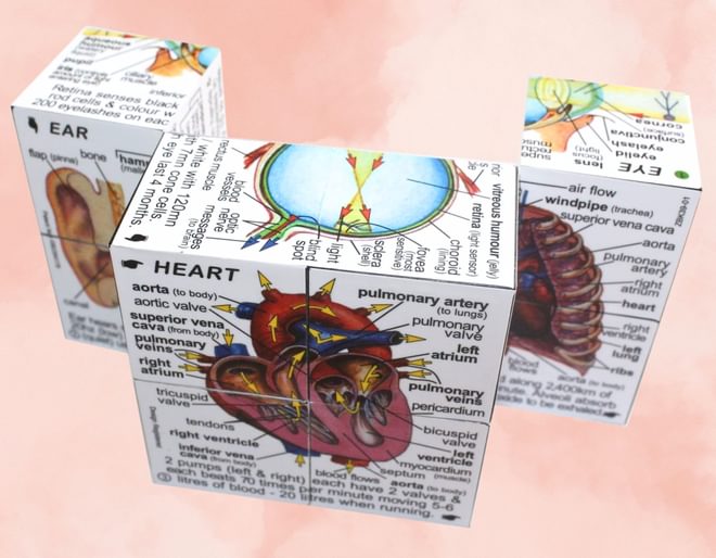 Human Body Cube Book - Clever!